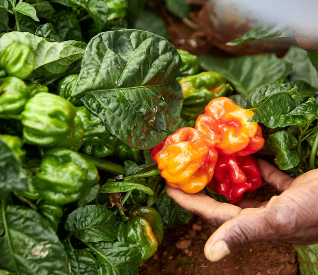 Busha Browne's - Fresh ingredients, artisan quality...Jamaican ...